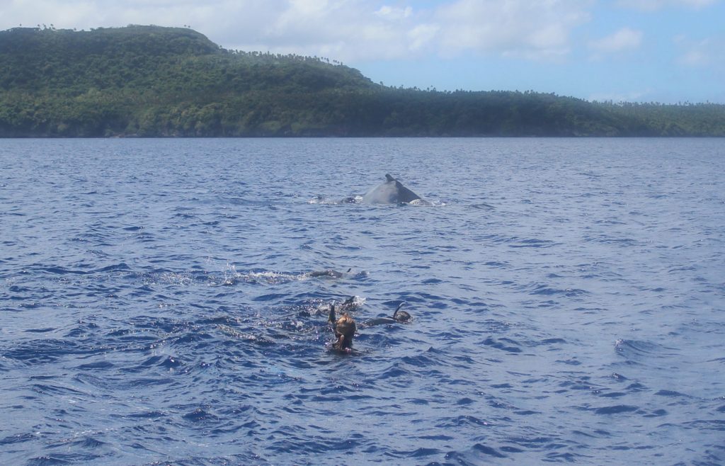 Swimming with Giants – the Humpbacks of Tonga – This Wild Life of Mine