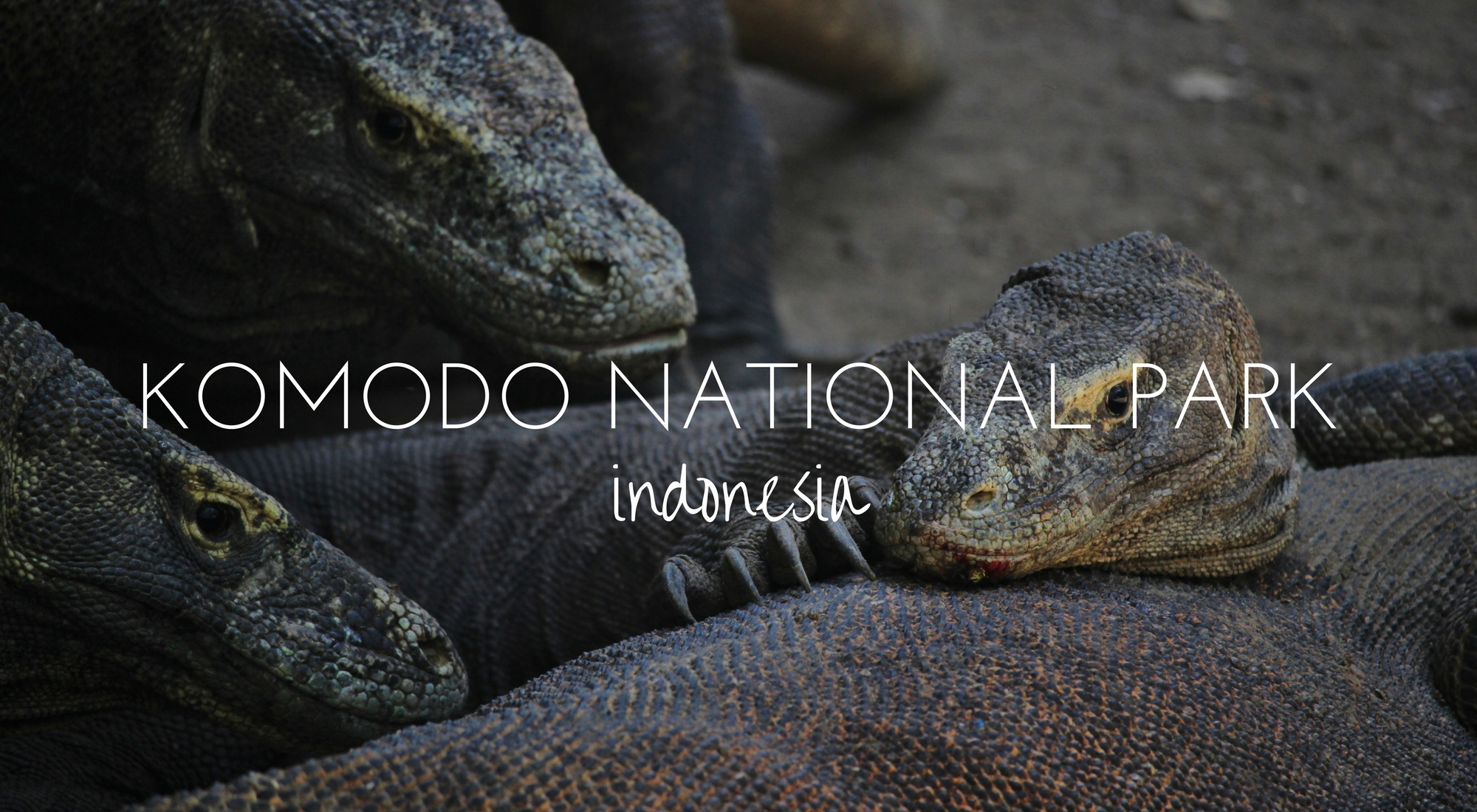 Komodo National Park - Here There Be Dragons - This Wild Life Of Mine