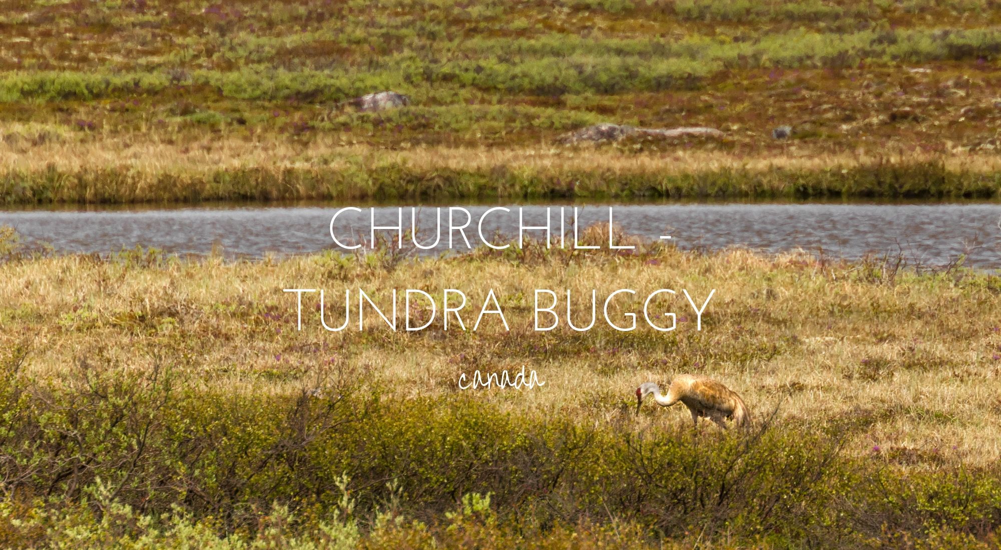 Toir Tundra Bus Tours | Denali National Park & Preserve AK