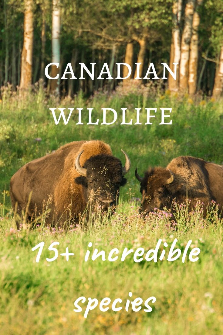 Canadian Wildlife Bucket List - 16 Incredible Species - This Wild Life ...